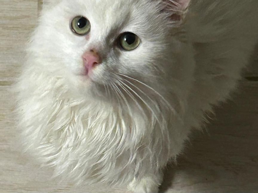 Брат Белоснежки