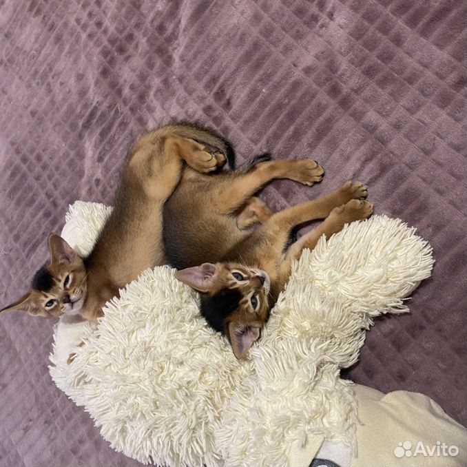 Аббисинские клубные котята