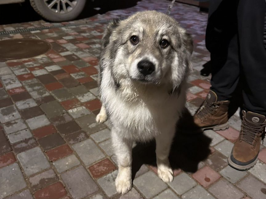 Щенок в добрые руки бесплатно