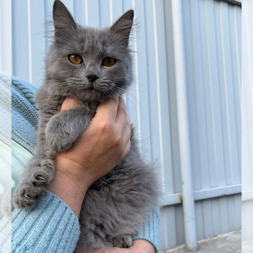 Породистая кошечка ищет дом