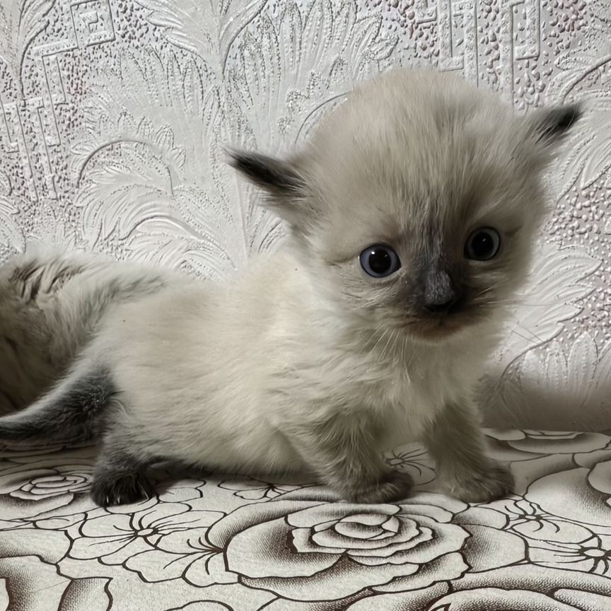 Невский маскарадный котёнок