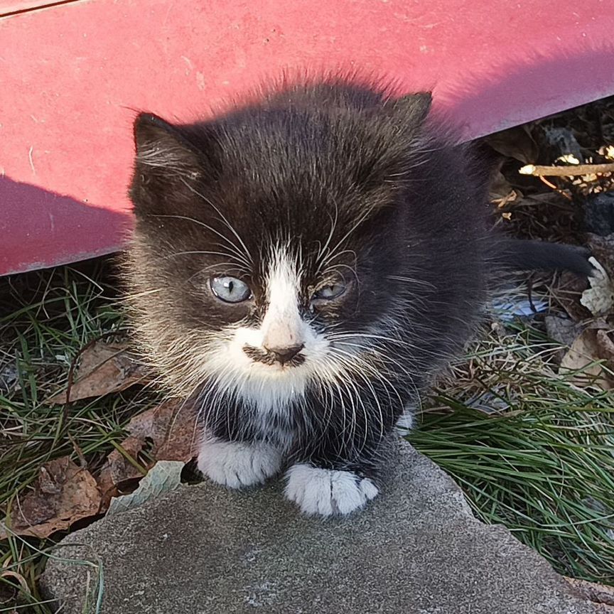 Котята в хорошие руки