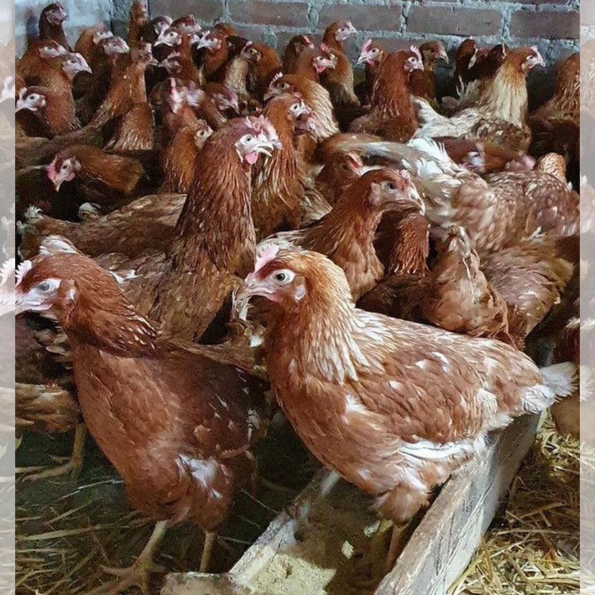 Куры несушки с доставкой