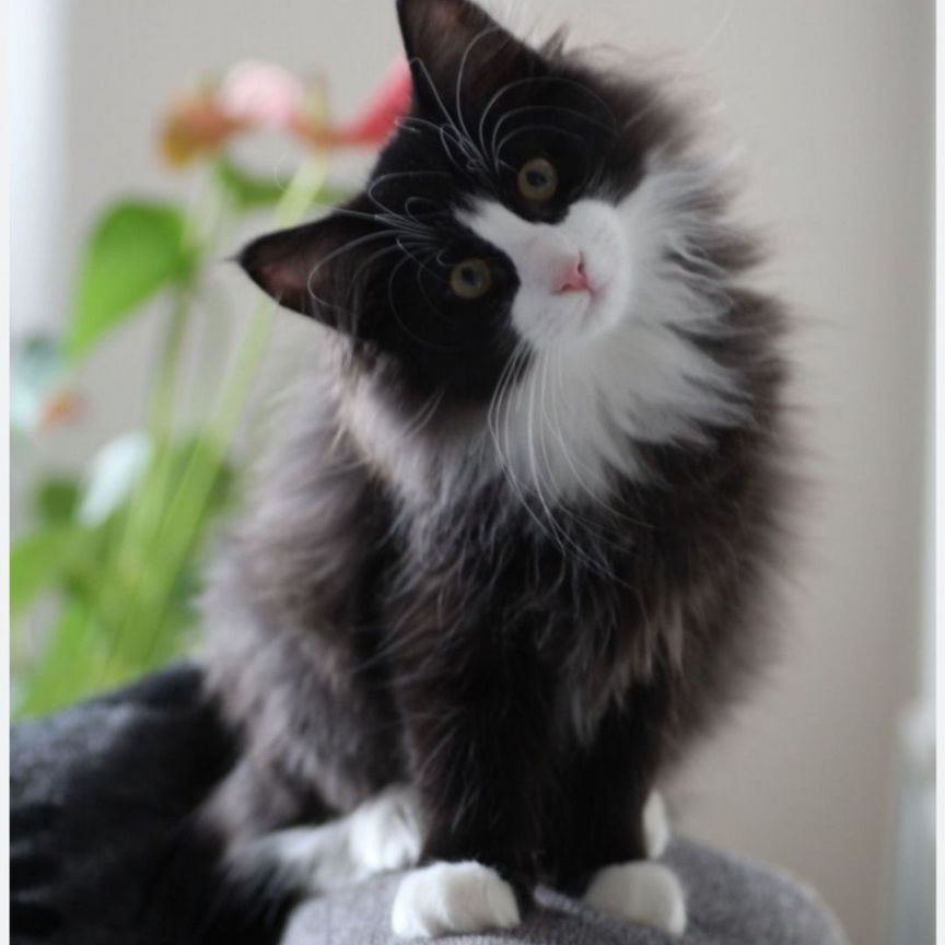 Сибирская кошка