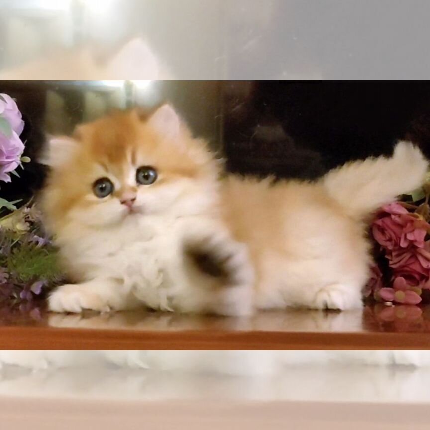 Нежный британский котенок мальчик