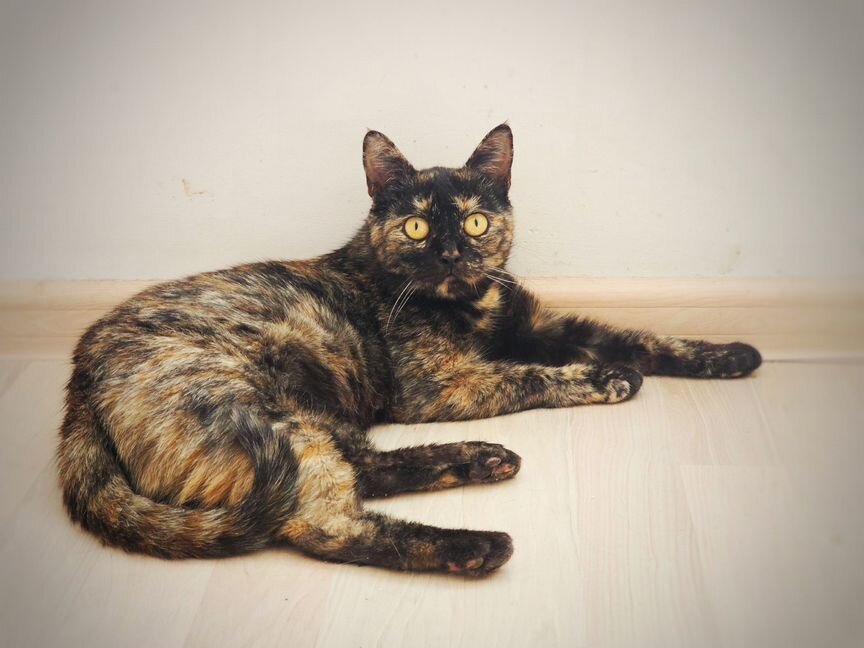 Кошки бесплатно