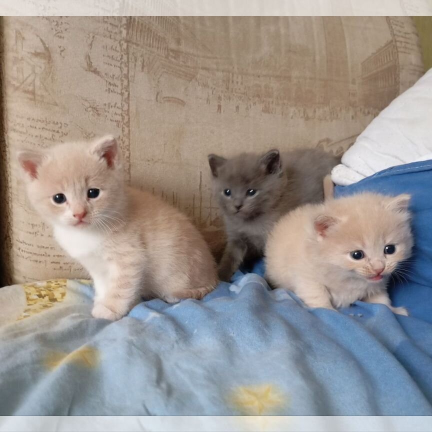 Британские котята