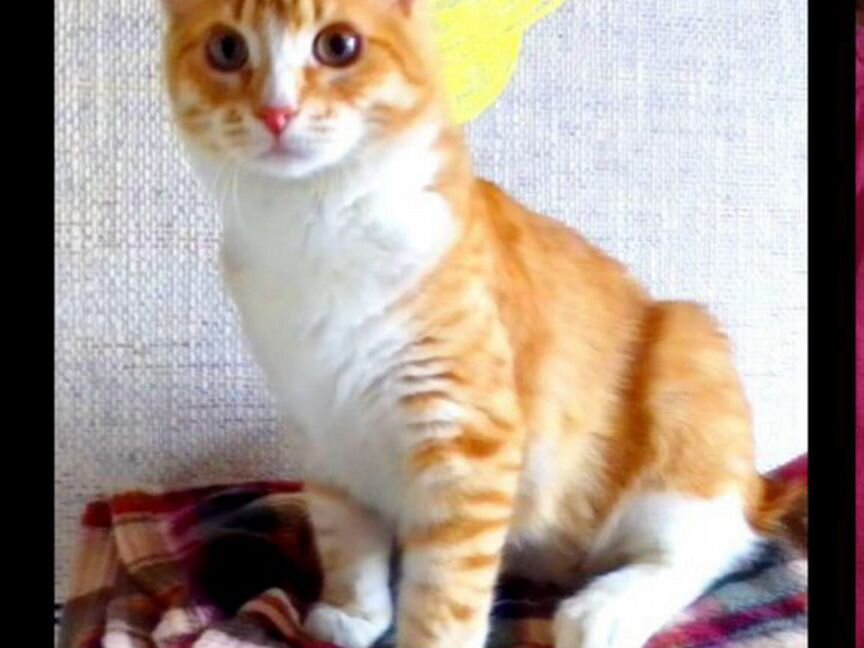 Котенок-подросток без хвостика