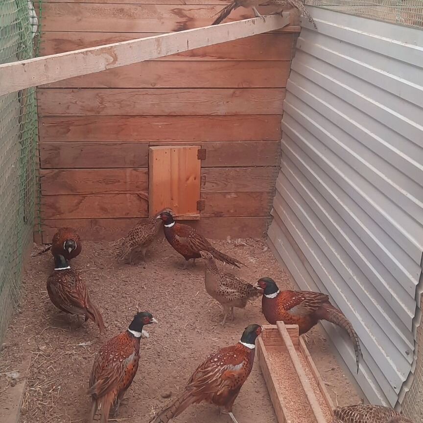 Фазан охотничий