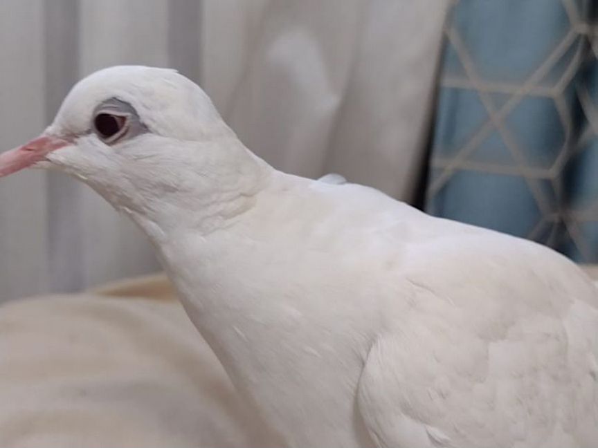 Египетская горлица