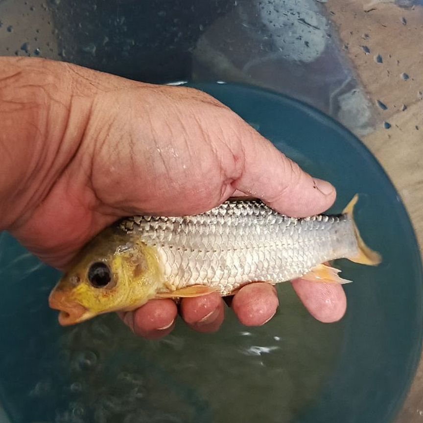 Живая рыба карп кои