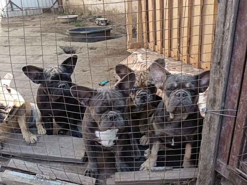 Французский бульдог