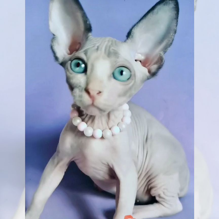 Кошечка канадский сфинкс нежный биколор