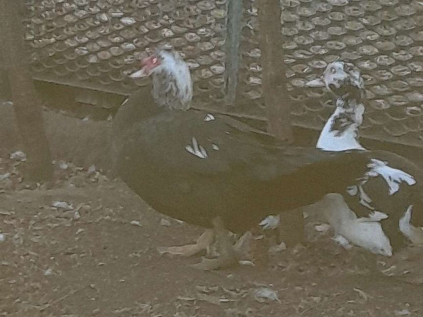 Обмен или продажа Селезень индоутки