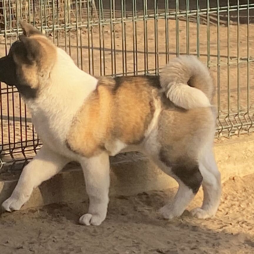 Щенок Американская акита