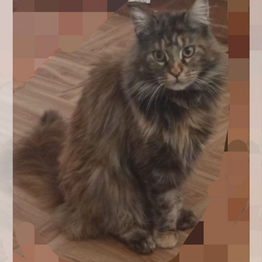 Мейн-кун, взрослая кошка