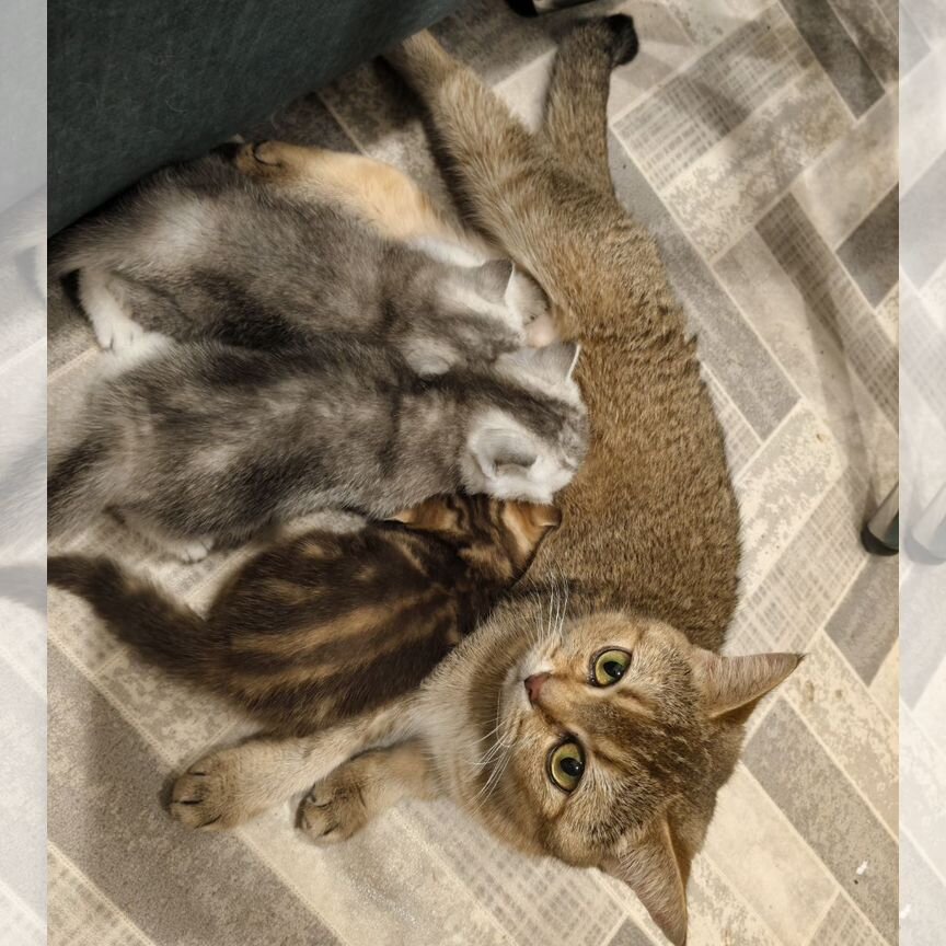 Шотландский прямоухий короткошёрстный котёнок