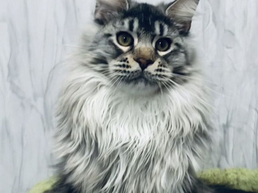 Котята мейн-кун