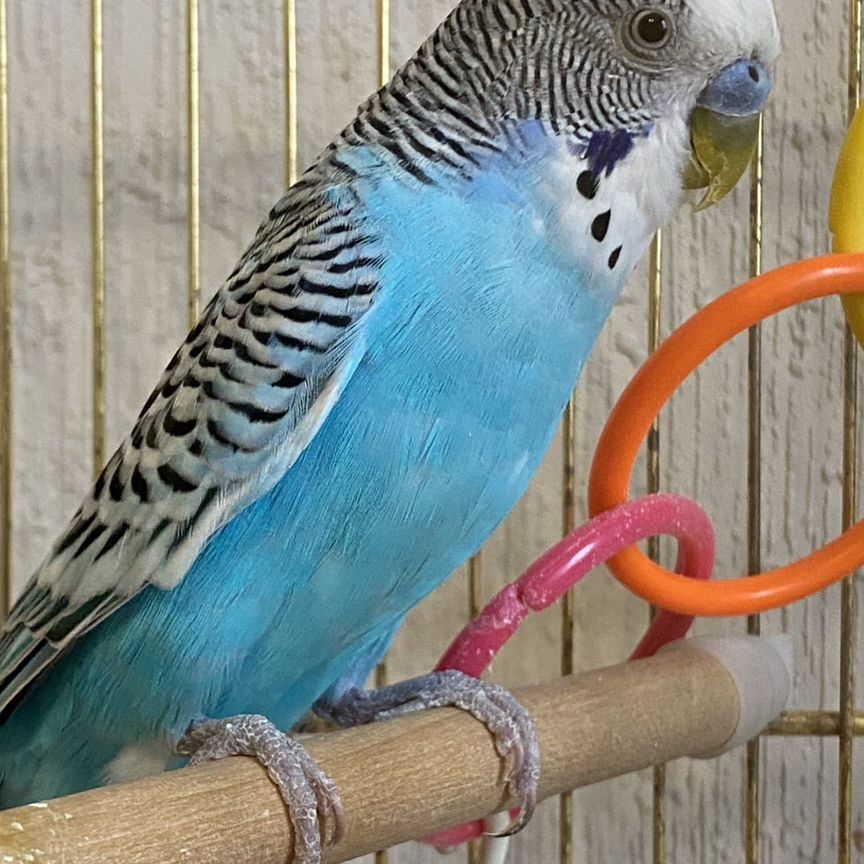 Волнистый попугай с клеткой