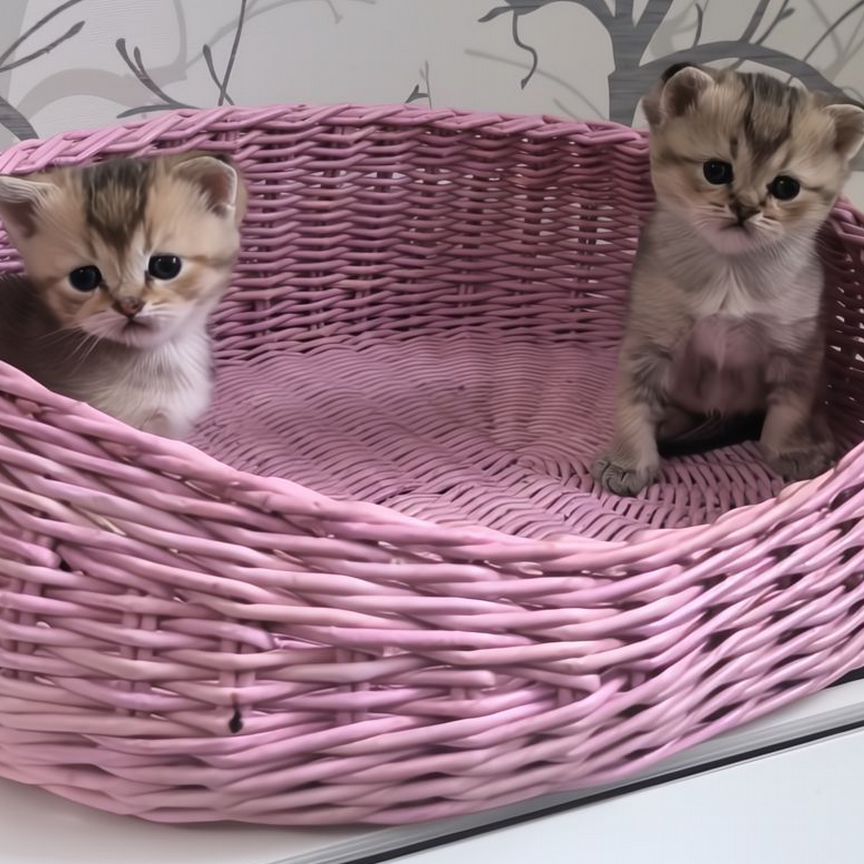 Шотландский прямоухий короткошёрстный котёнок