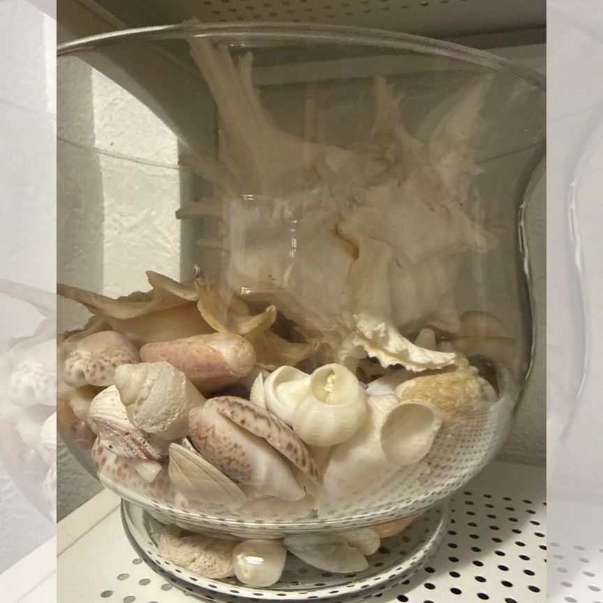 Раковины и ракушки для интерьера и аквариума