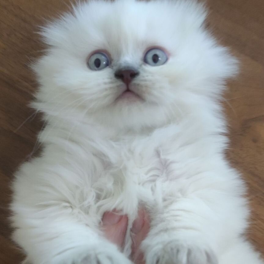 Шотландский вислоухий длинношёрстный котёнок