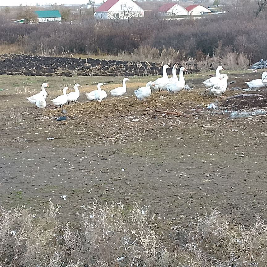 Гусь