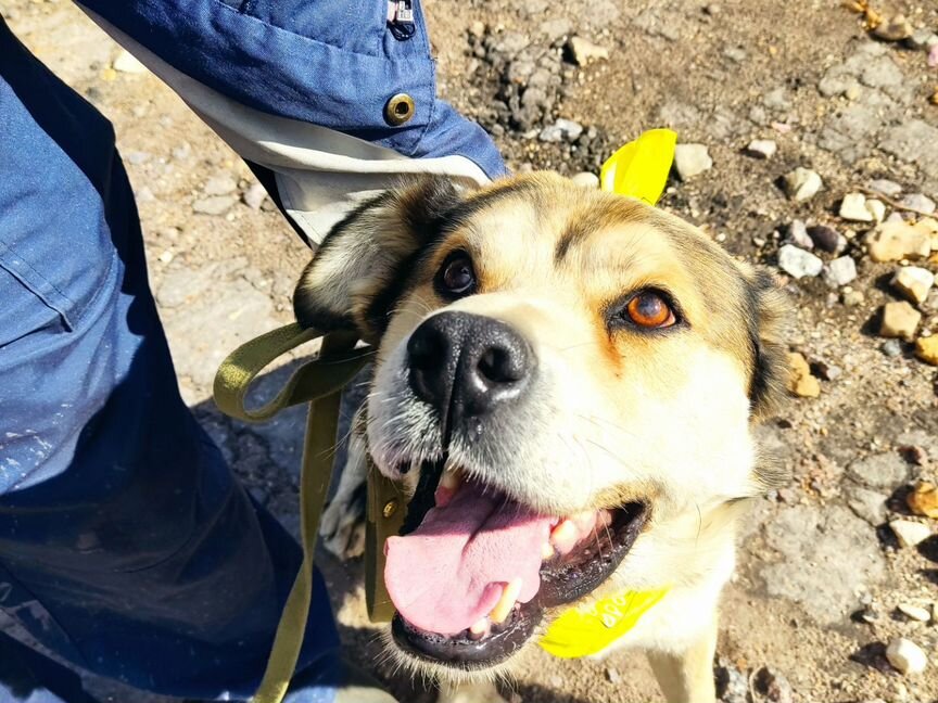 Пёс 4 года, оставили привязанным