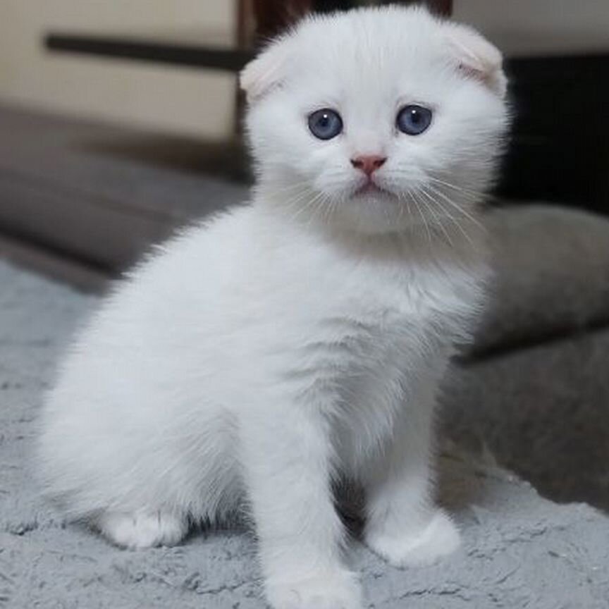 Шотландский вислоухий короткошёрстный котёнок