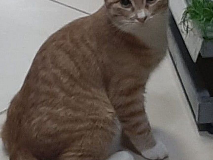 Рыженький чудесный котенок