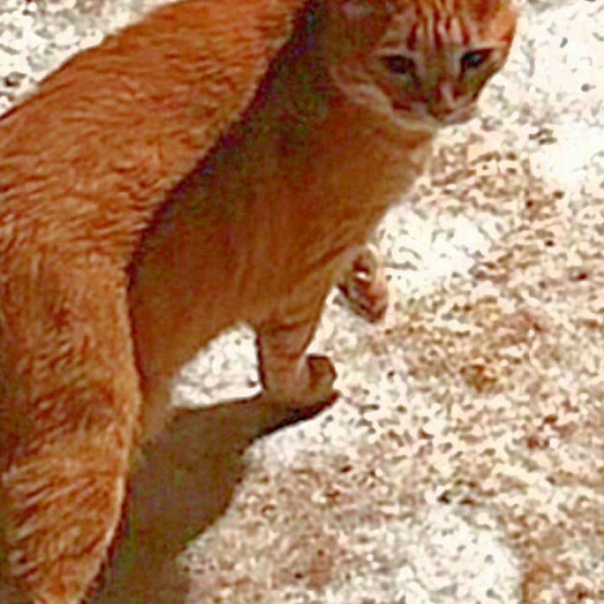 Рыжий котик