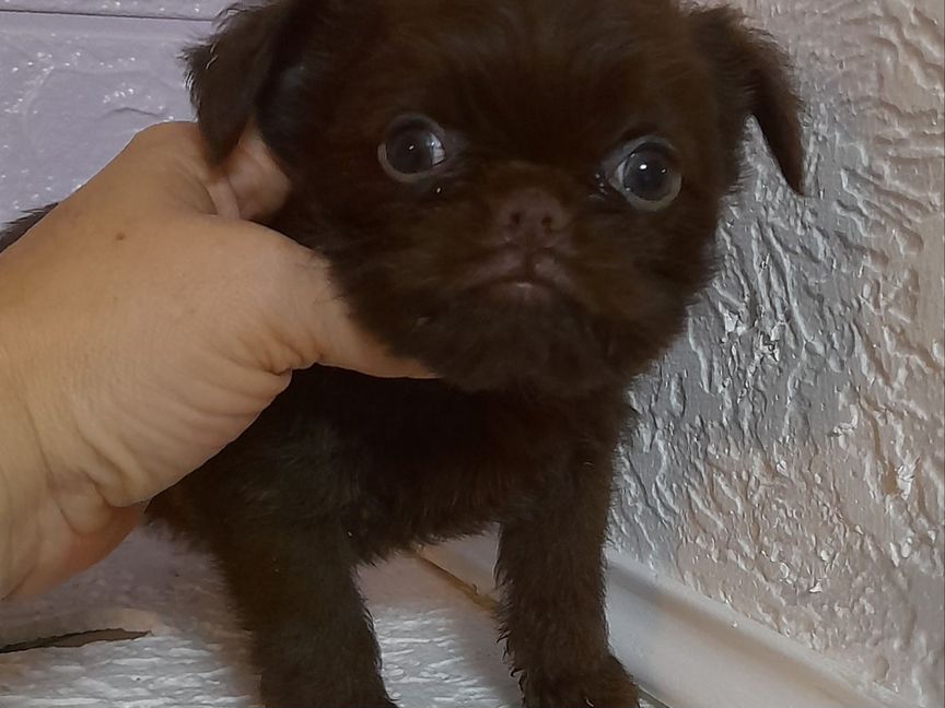 Бельгийский гриффон шоколадка