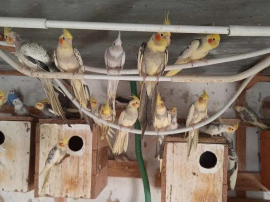 Попугай корелла