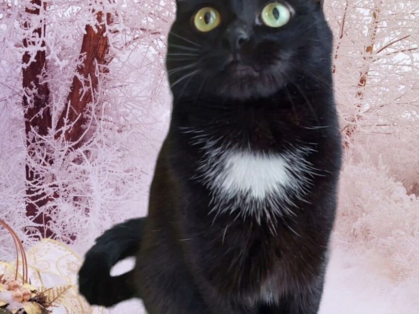 Чёрные котики Приюта в дар