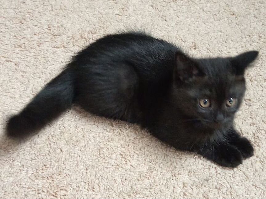 Котёнок бесплатно