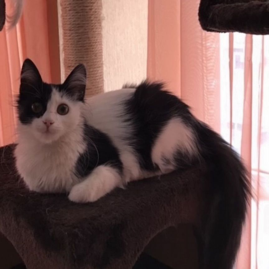 Кошечка спасена и стерелизована в добрые руки