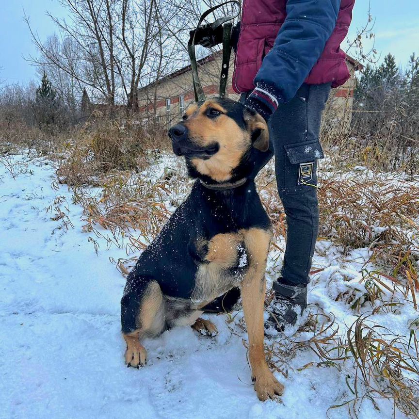 Шарик ищет дом