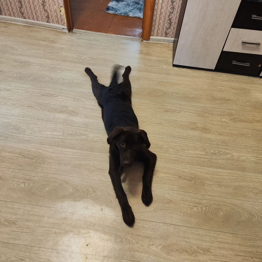 Отдам в добрые руки, лабрадора