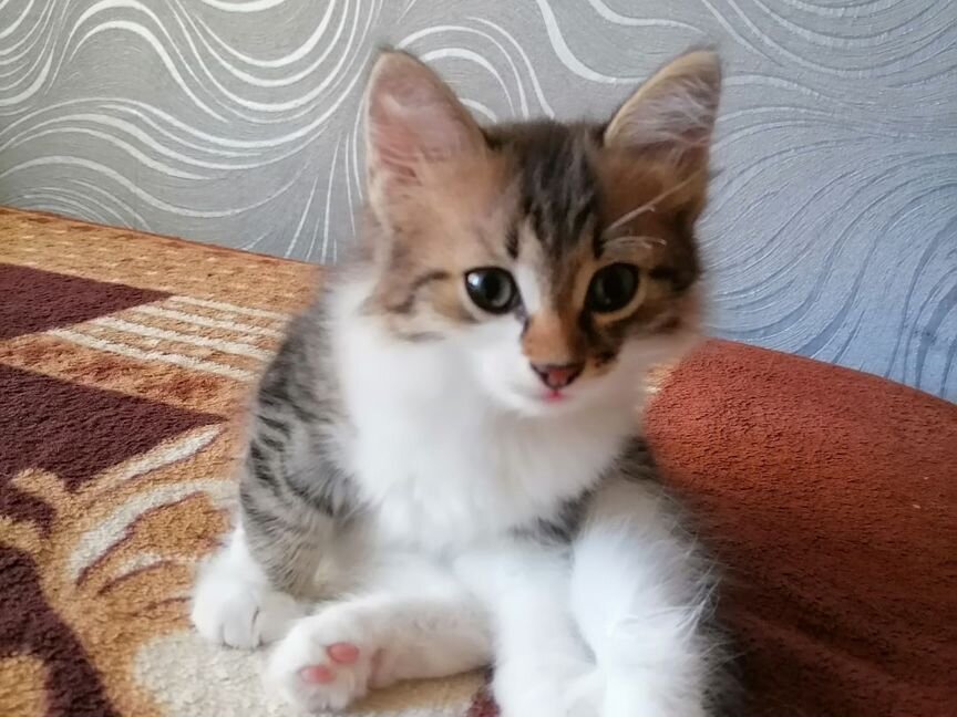 Порода сибирская кошка