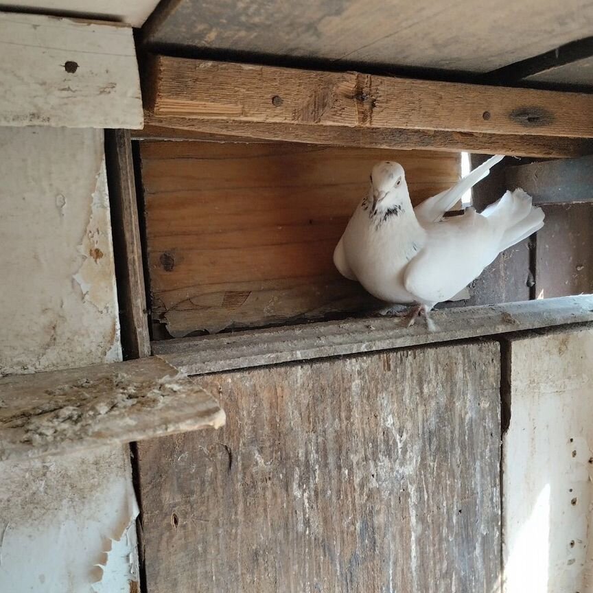 Голубка-Арабка