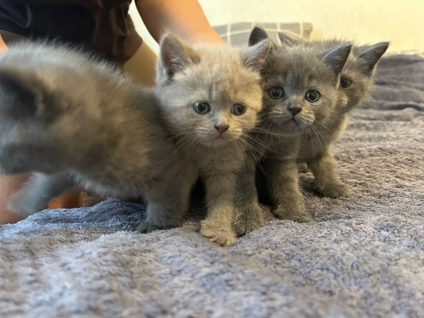 Британские котята