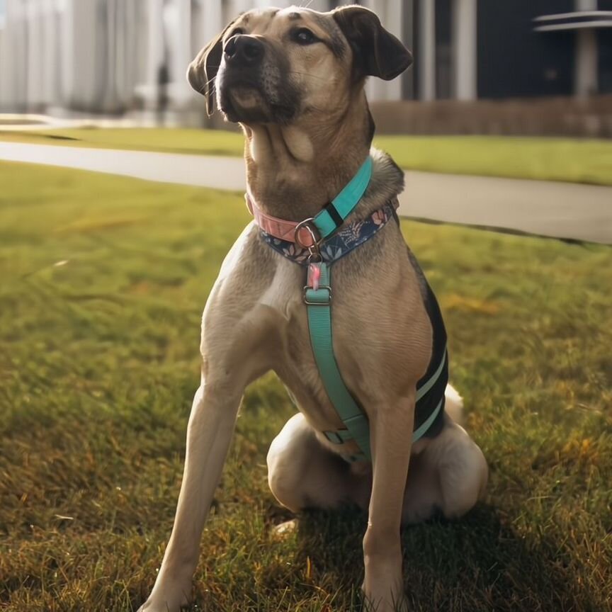 Взрослая собака в добрые руки