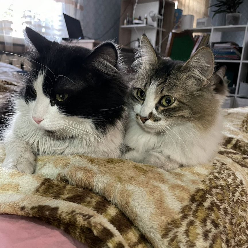Отдам кота и кошку