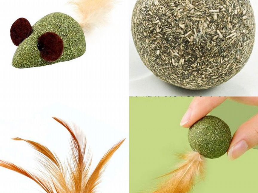 Кошачья мята