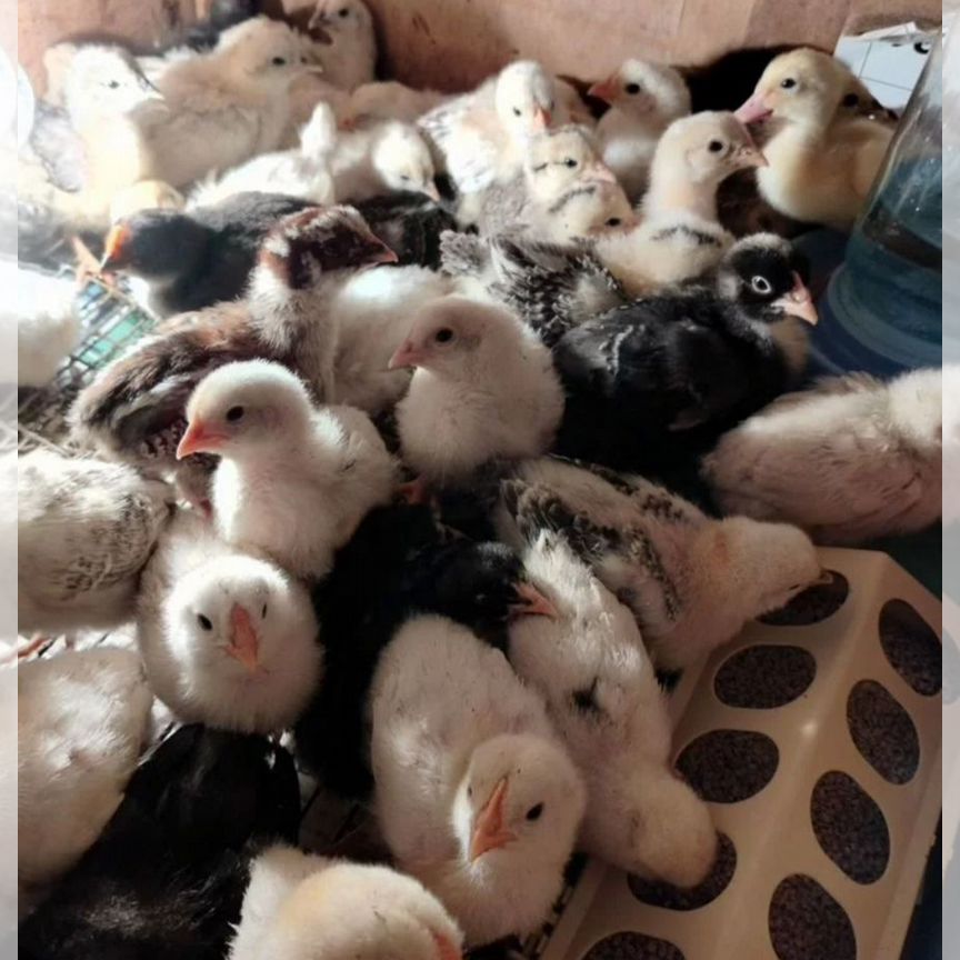 Продам цыплят