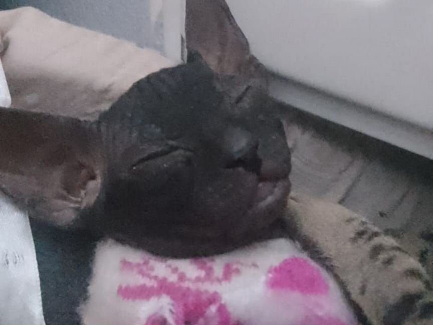 Кошки донской сфинкс