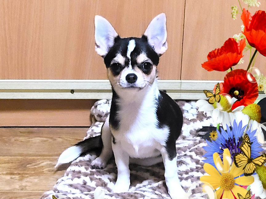 Чихуахуа-Милашка-Хася