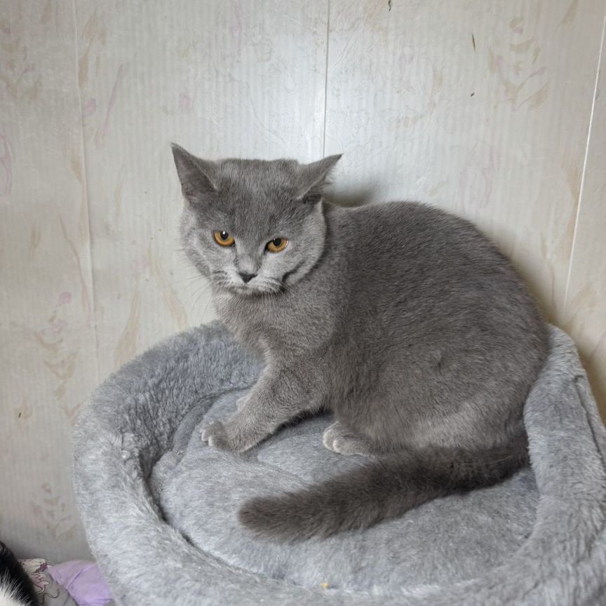 Британская кошечка ищет дом