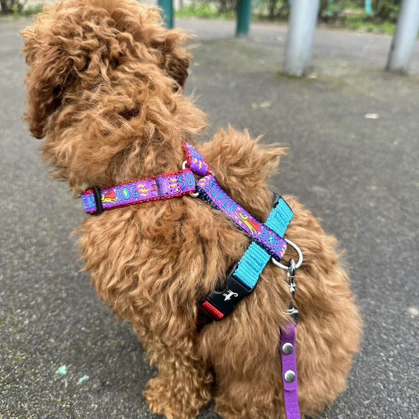 Шлейка для собаки Шарик дог xxxs