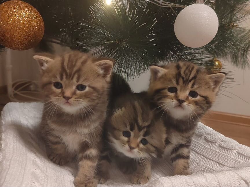 Шотландские котята